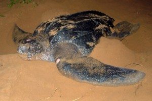 Experiencia única observando el desove de un tinglar – Atabey