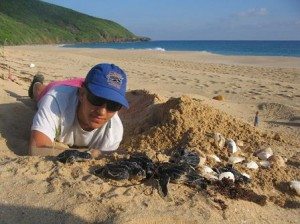 Regresan los tinglares a las playas de Puerto Rico – Atabey