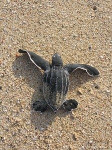 Regresan los tinglares a las playas de Puerto Rico – Atabey